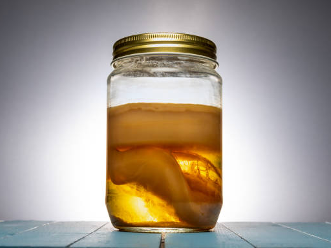 Kombucha - čajová houba - SalviaParadise.cz