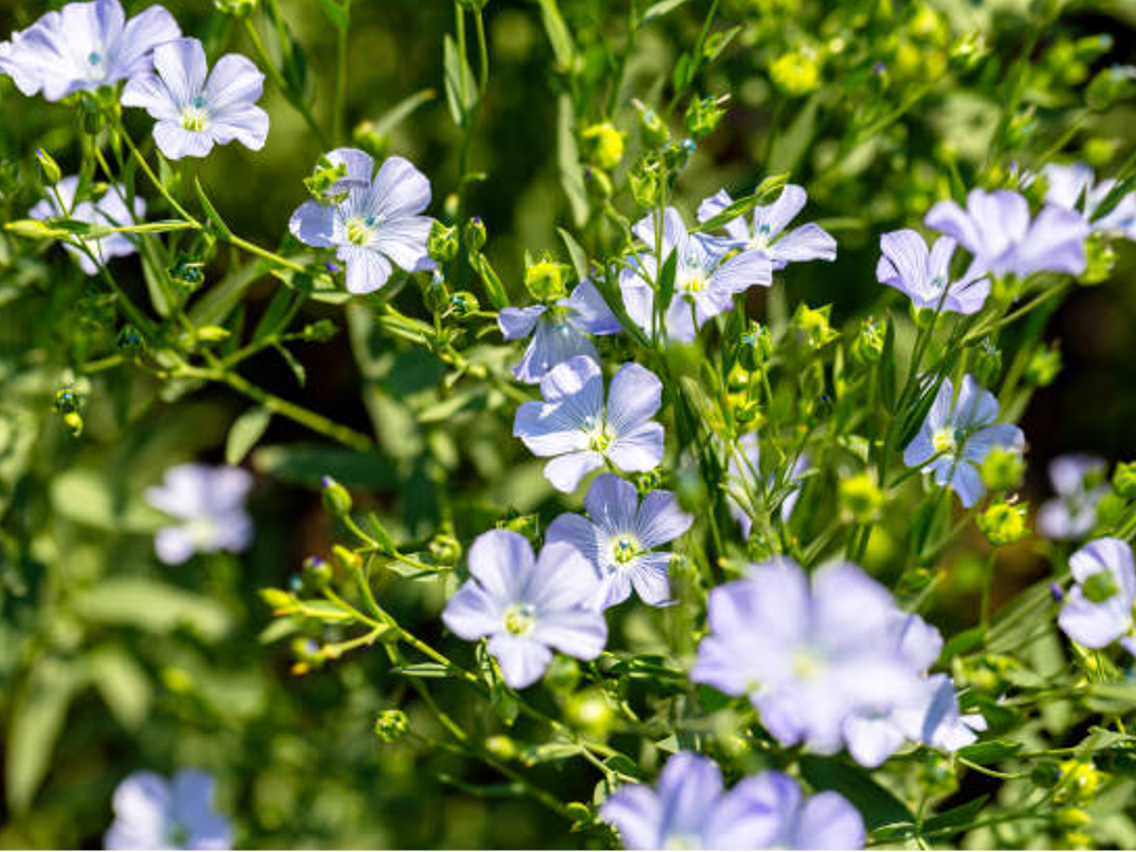 Len setý - Linum usitatissimum - SalviaParadise.cz