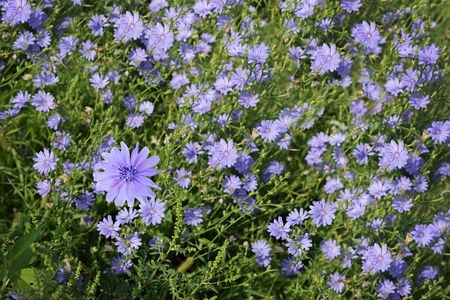 Čekanka obecná - Cichorium intybus - SalviaParadise.cz