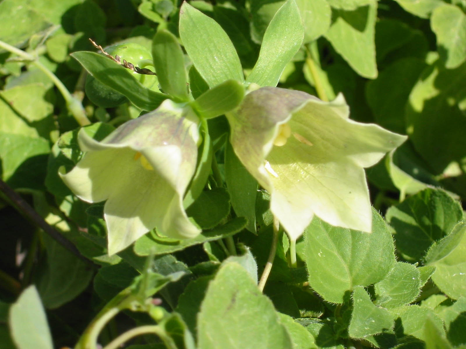 Dangšen - Codonopsis pilosula - SalviaParadise.cz