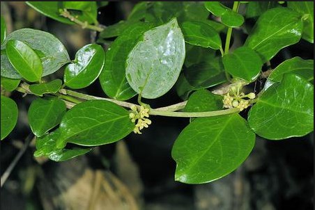 Gymnéma lesní - Gymnema sylvestre - SalviaParadise.cz