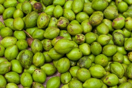 Haritaki - Terminalia chebula - SalviaParadise.cz