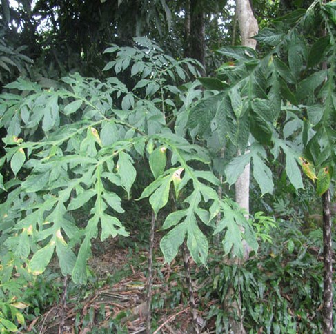 Jergon Sacha - Dracontium spruceanum - SalviaParadise.cz