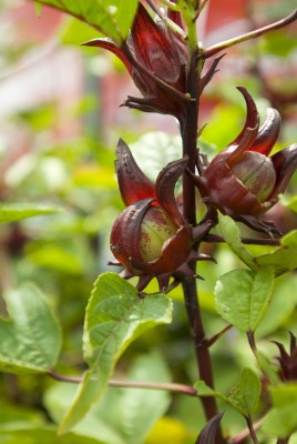 Karkade - Hibiscus sabdariffa - SalviaParadise.cz
