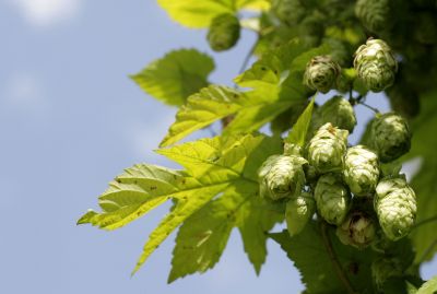 Chmel otáčivý - Humulus lupulus - SalviaParadise.cz