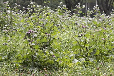 Lopuch větší - Arctium lappa - SalviaParadise.cz