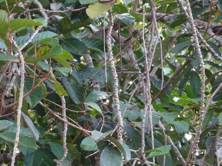 Guduchi - Tinospora cordifolia - SalviaParadise.cz